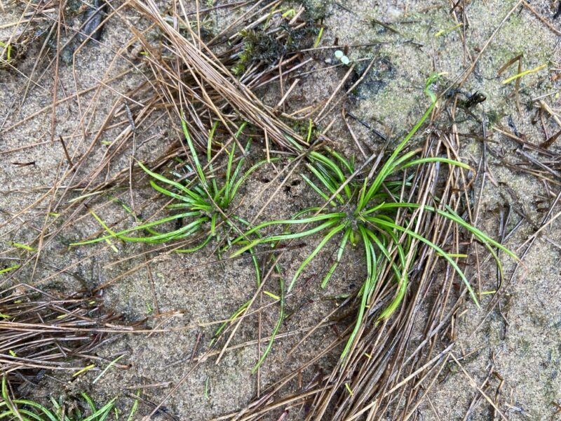 Engelmann’s Quillwort- Species At Risk in The Land Between