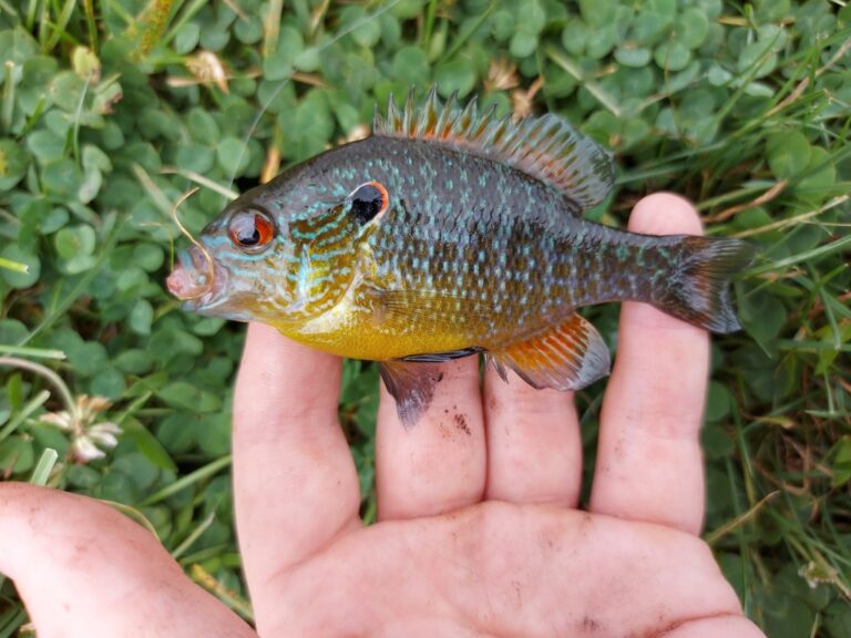 Northern Sunfish- Species At Risk in The Land Between