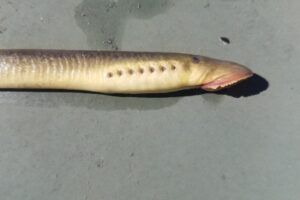Silver Lamprey- Species At Risk in The Land Between