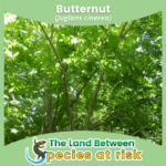Butternut- Species At Risk in The Land Between