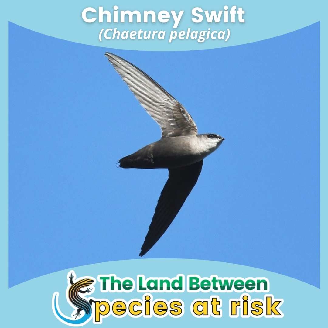 Chimney Swift- Species At Risk in The Land Between