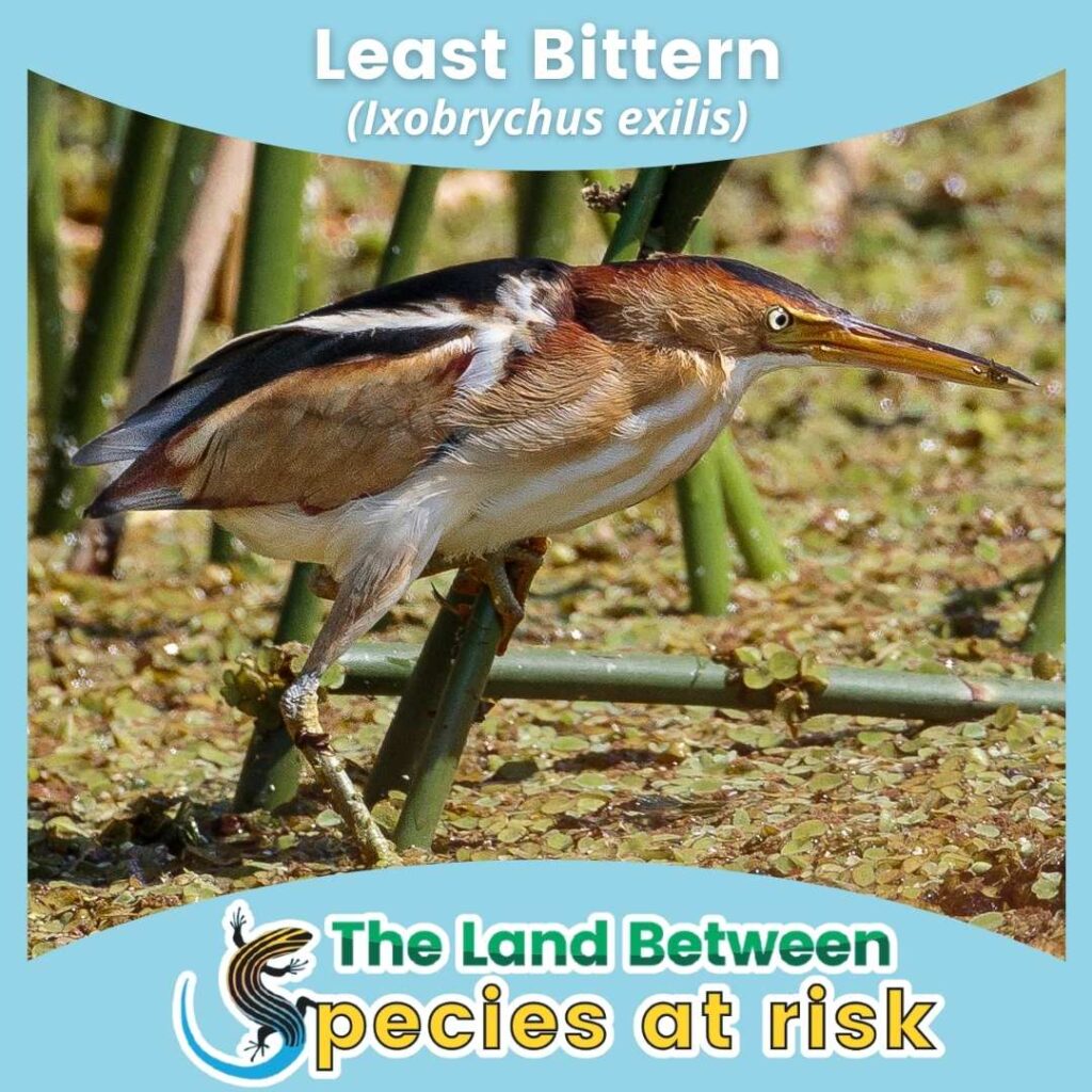 Least Bittern- Species At Risk in The Land Between