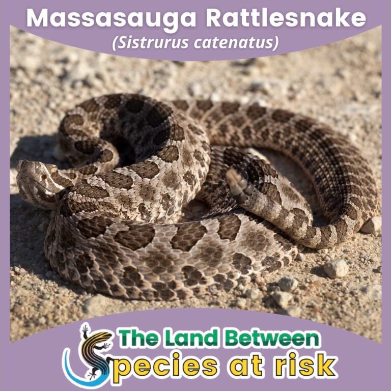 Massasauga Rattlesnake- Species At Risk in The Land Between