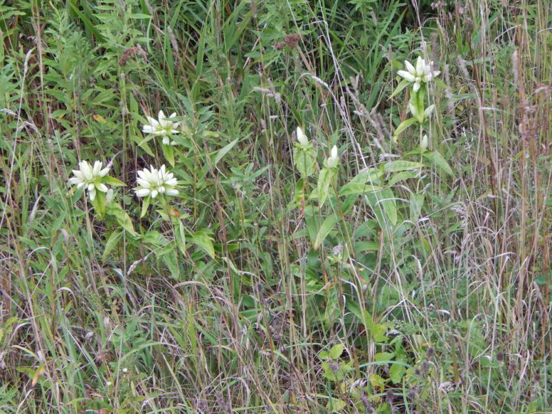 White Prairie Gentian- Species At Risk in The Land Between