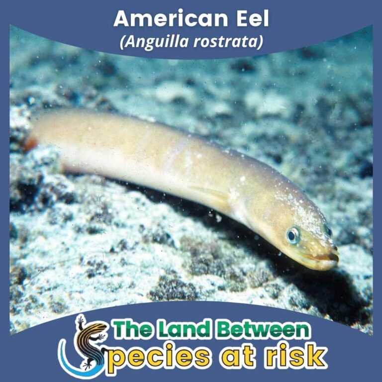 American Eel- Species At Risk in The Land Between