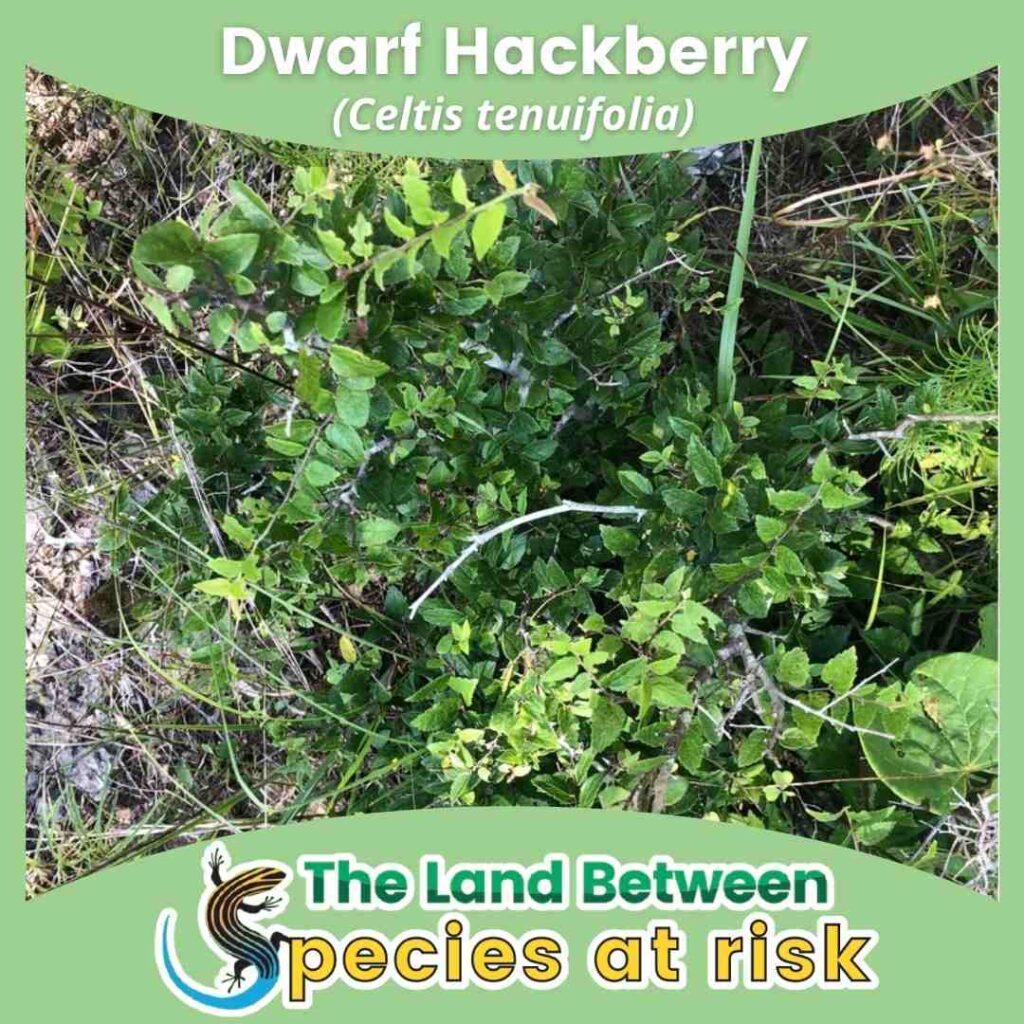 Dwarf Hackberry- Species At Risk in The Land Between
