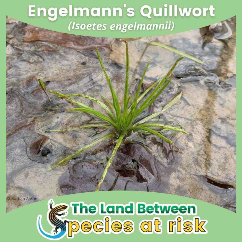 Engelmann’s Quillwort- Species At Risk in The Land Between