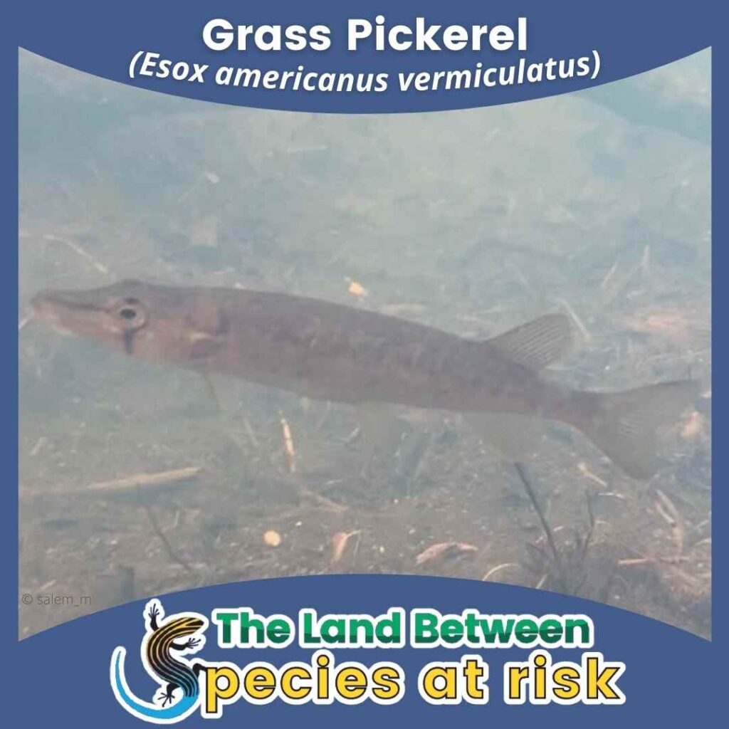Grass Pickerel- Species At Risk in The Land Between