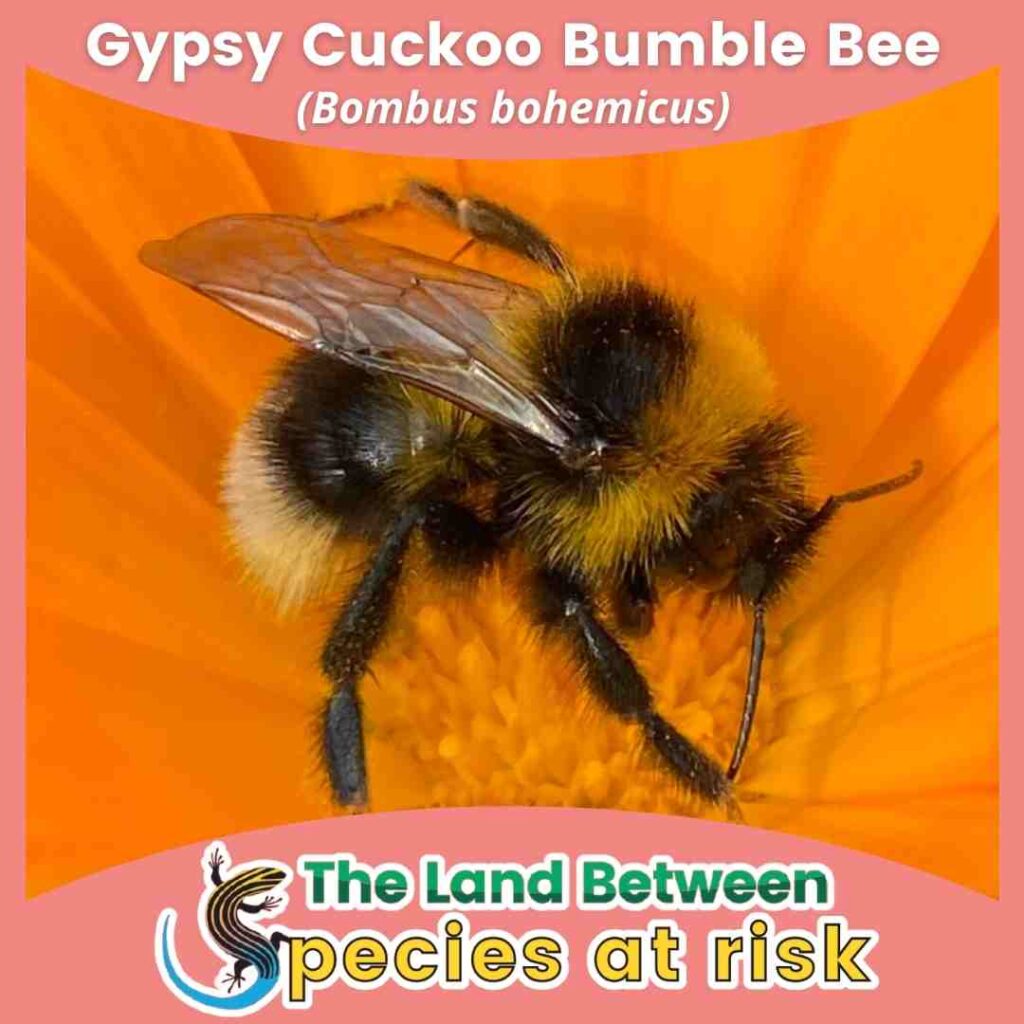 Gypsy Cuckoo Bumble Bee- Species At Risk in The Land Between