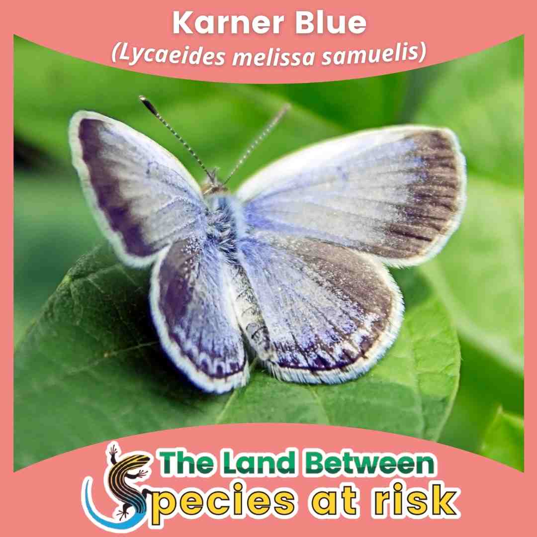Karner Blue- Species At Risk in The Land Between