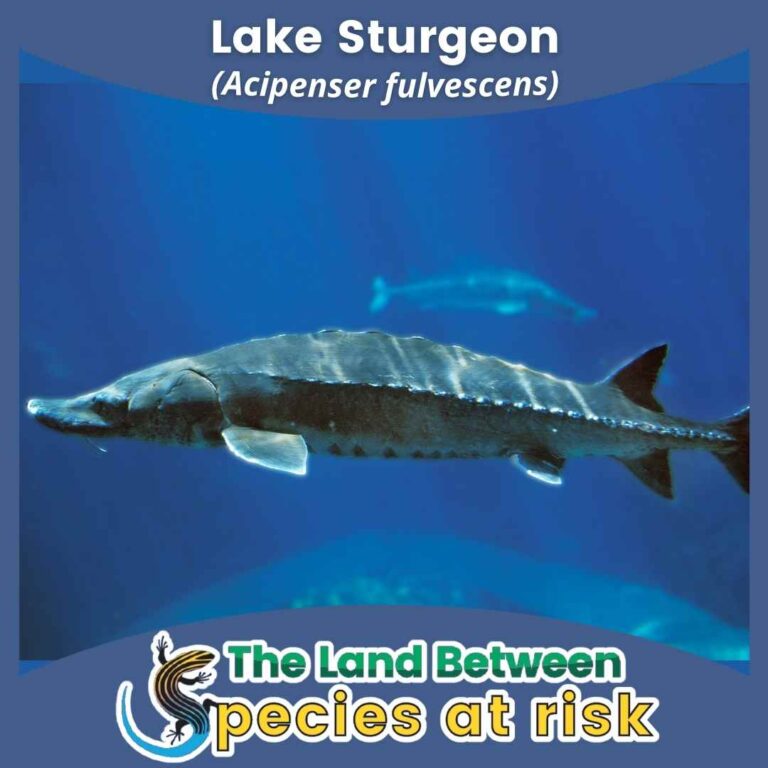 Lake Sturgeon- Species At Risk in The Land Between