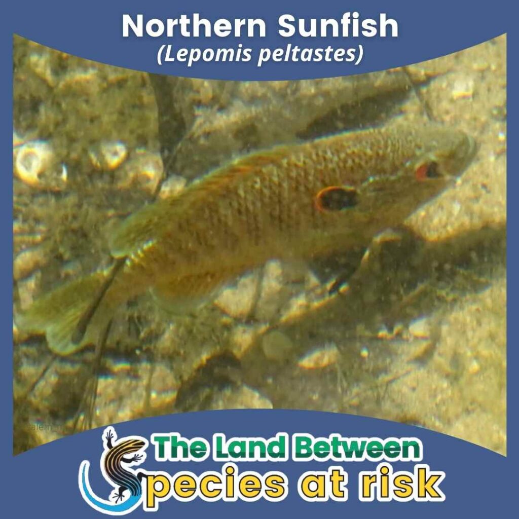 Northern Sunfish- Species At Risk in The Land Between