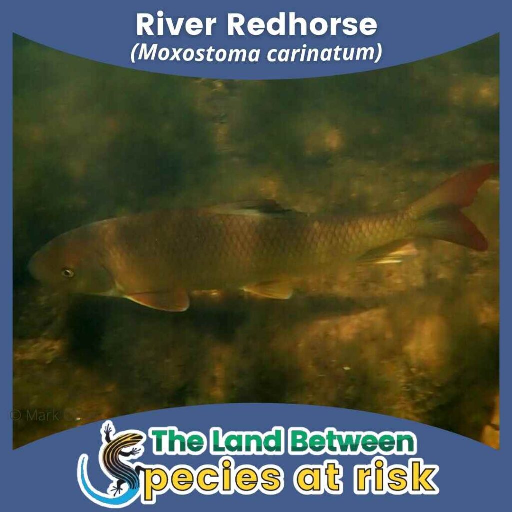 River Redhorse- Species At Risk in The Land Between