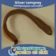 Silver Lamprey- Species At Risk in The Land Between