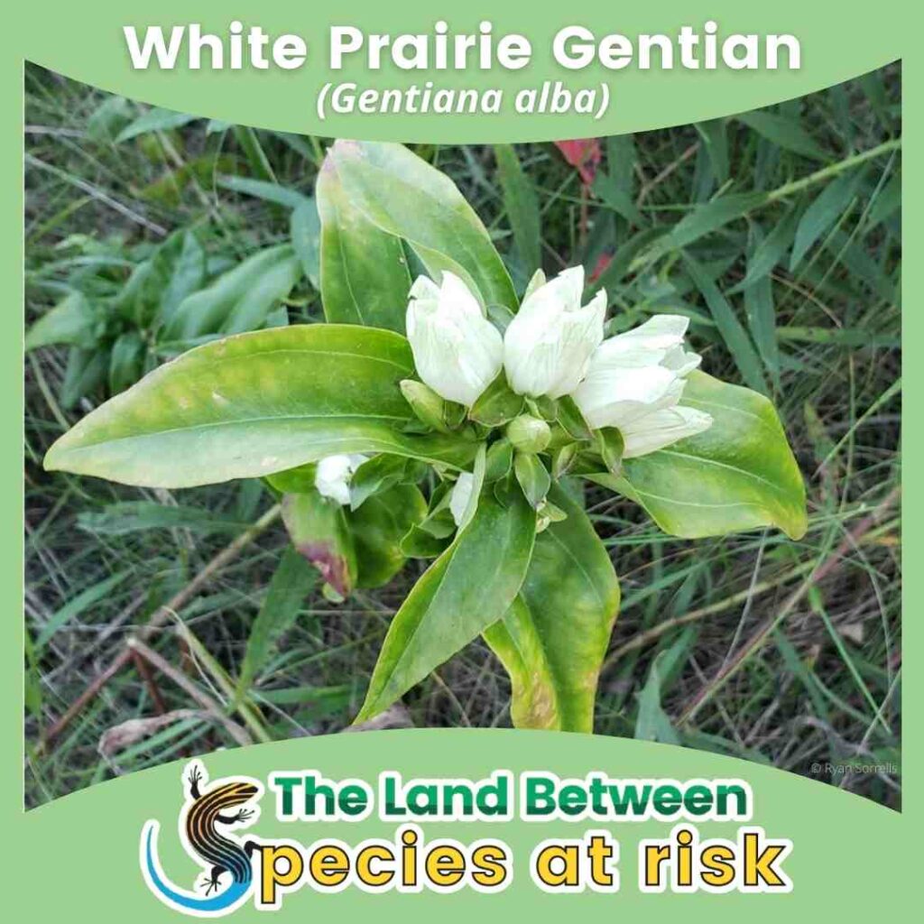 White Prairie Gentian- Species At Risk in The Land Between