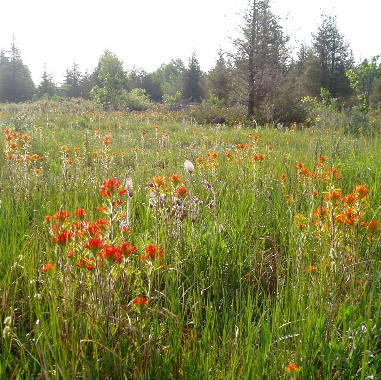 Plants That You and Your Shore Will Love