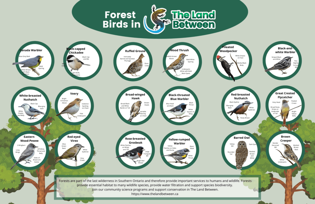 Birding Resources