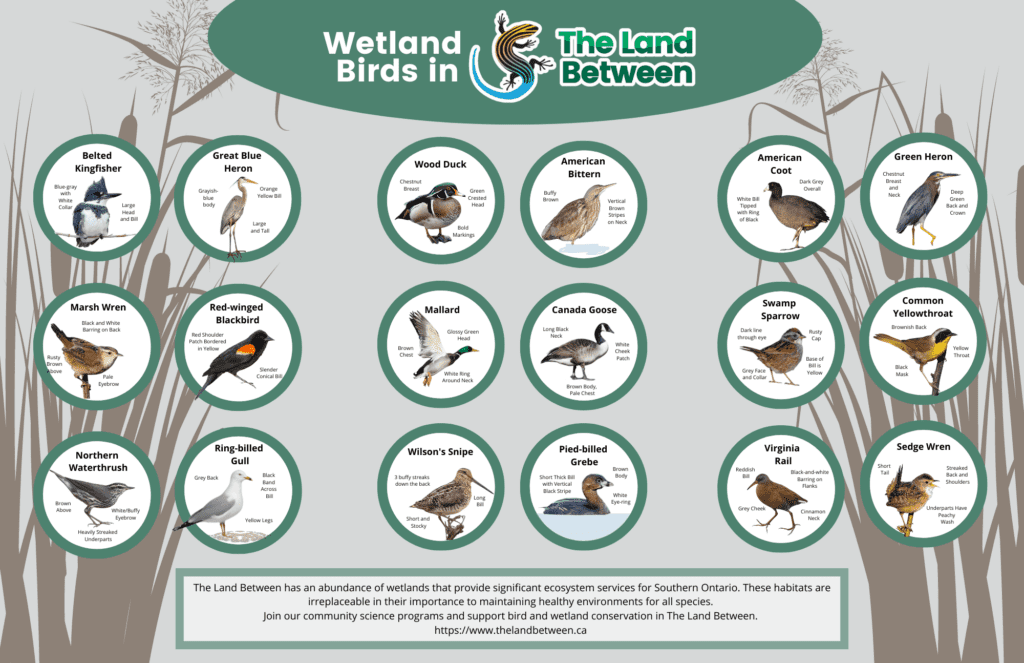 Birding Resources