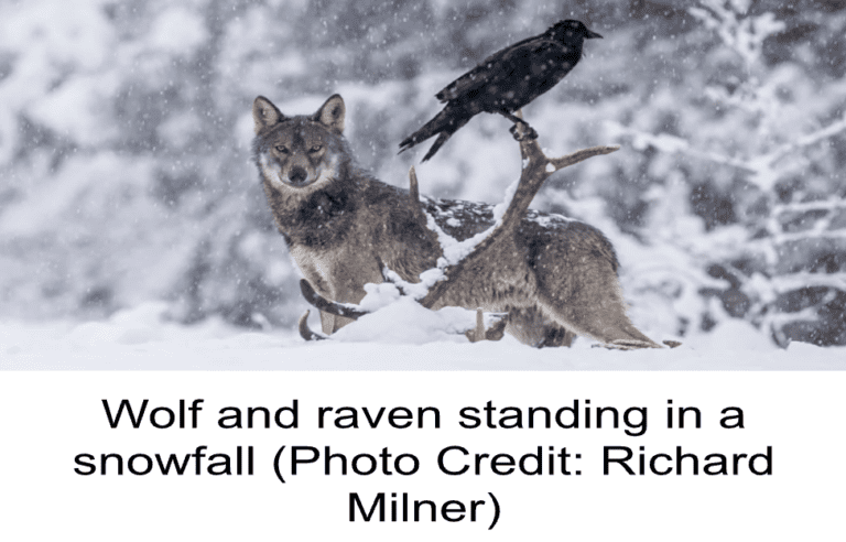An Unlikely Friendship: The Relationship Between Wolves and Ravens