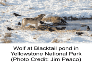 An Unlikely Friendship: The Relationship Between Wolves and Ravens