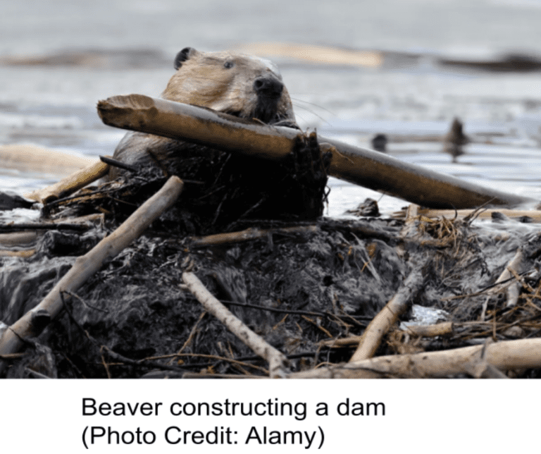 Wood You Eat That? An Overview of Beaver Teeth and Digestive System
