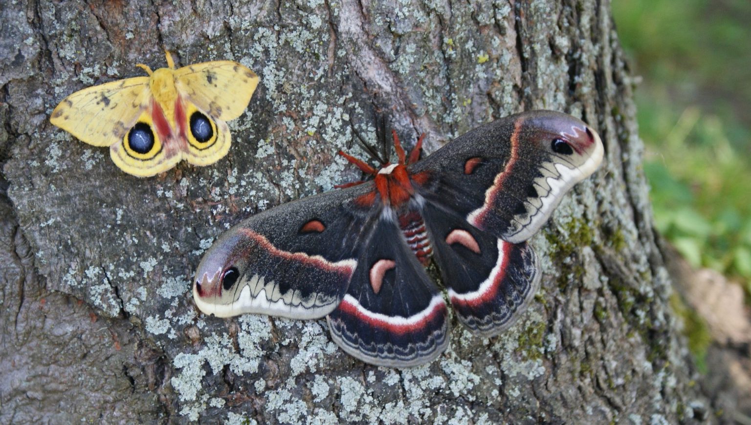 Conlin’s Corner – Giants of the Night – Unraveling our Giant Silk Moths
