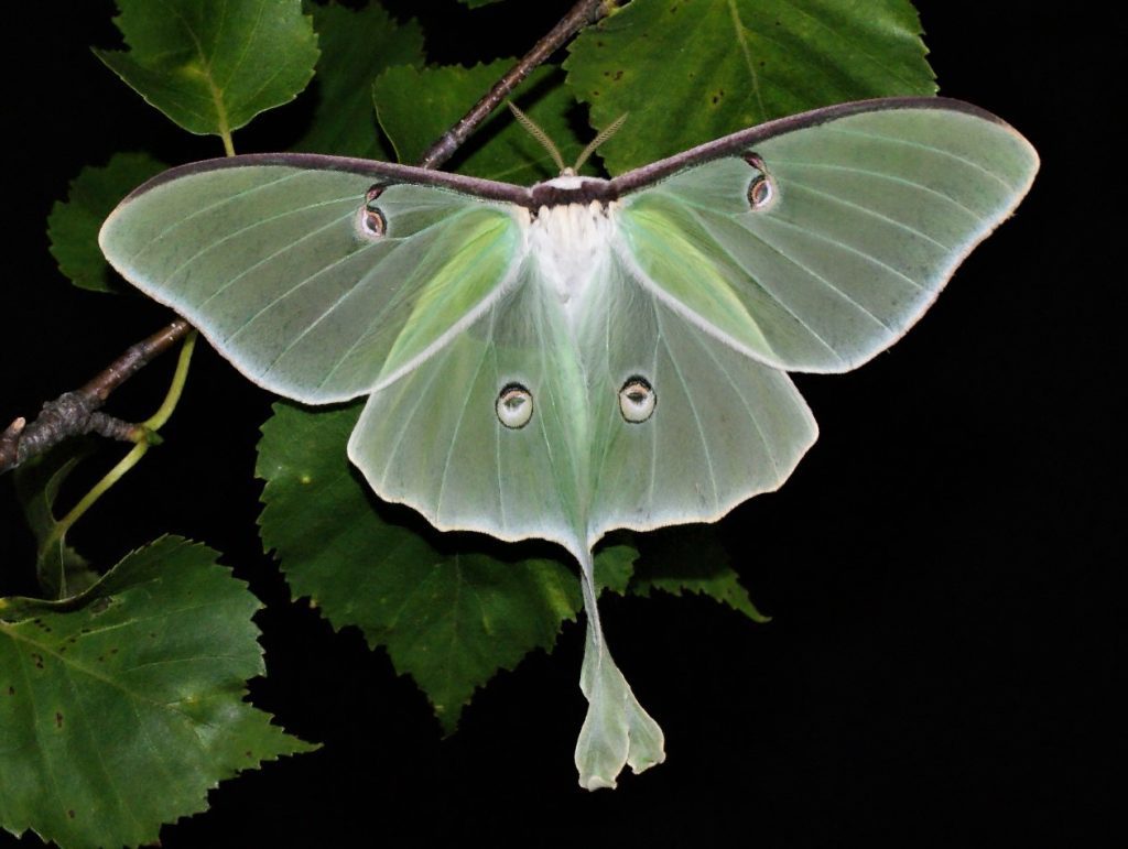 Conlin’s Corner – Giants of the Night – Unraveling our Giant Silk Moths