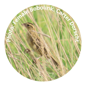 Bobolink – Species At Risk in the Land Between