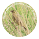 Bobolink – Species At Risk in the Land Between